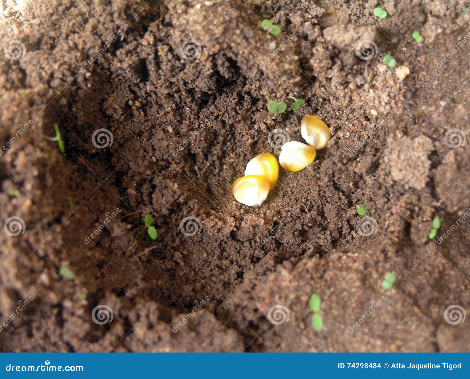 SEED CORN stock photo. Image of open, corn, hosting, land - 74298484