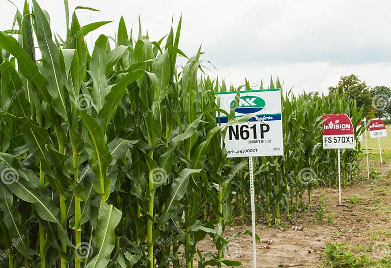 Seed Corn Plots editorial photography. Image of test - 34944157