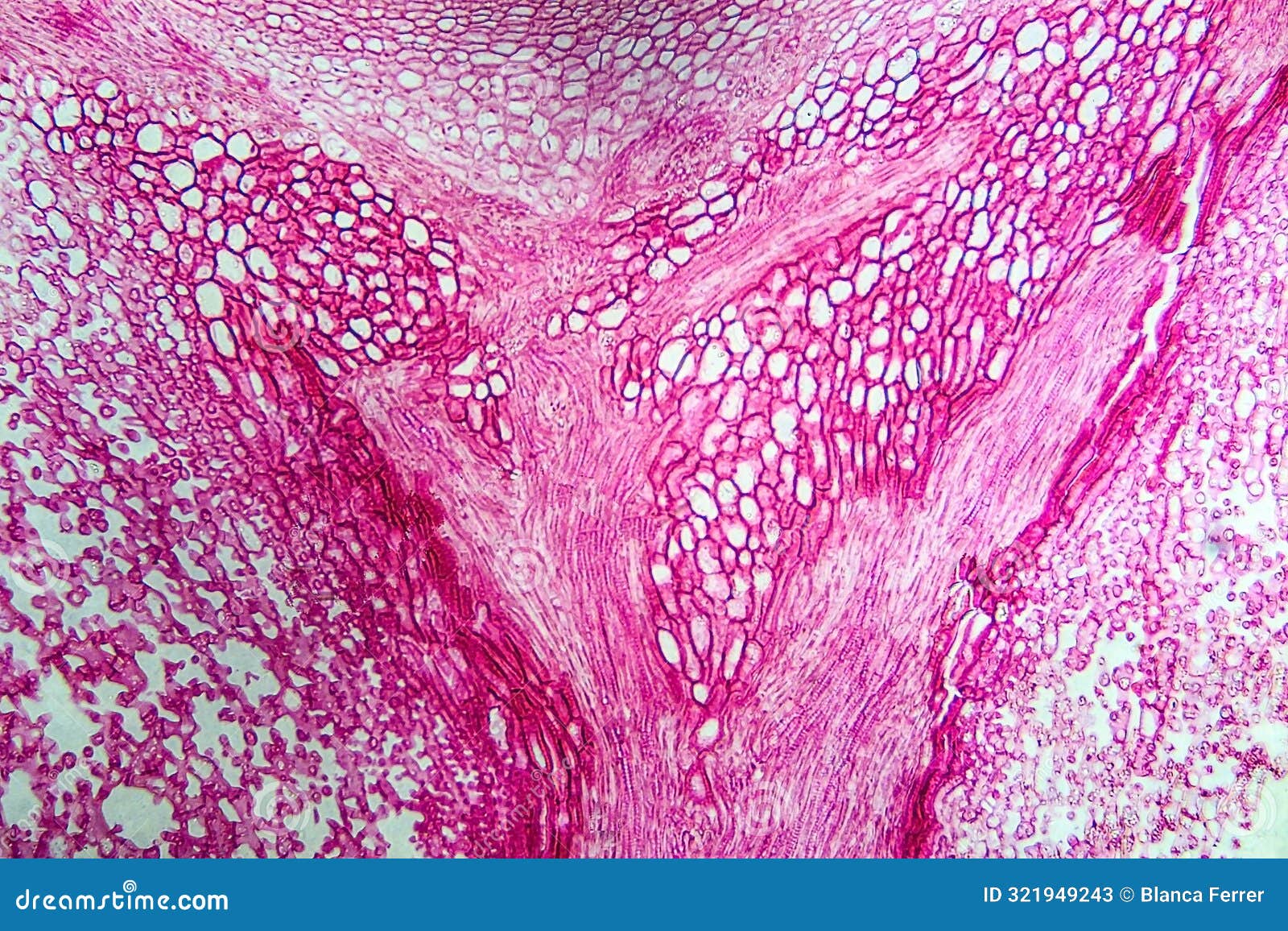 Seed of Corn Under the Microscope Magnified 100X Stock Image - Image of ...