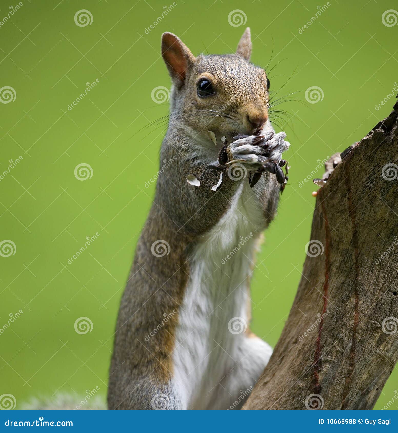 Seed covered squirrel stock photo. Image of eating, tree - 10668988