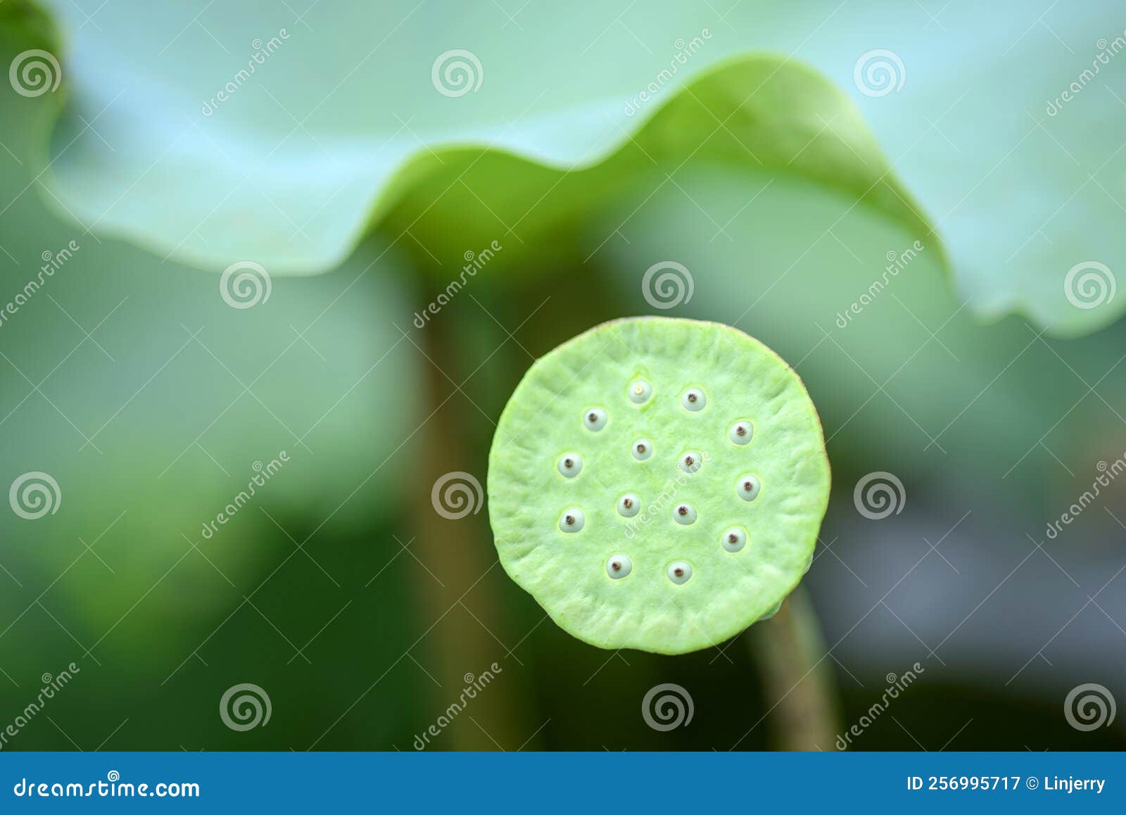 Seed cups of the lotus stock image. Image of asian, background - 256995717