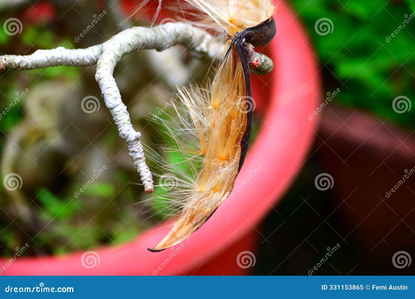Seed Dispersal Desert Rose Seed Dispersal Stock Image - Image of nature ...