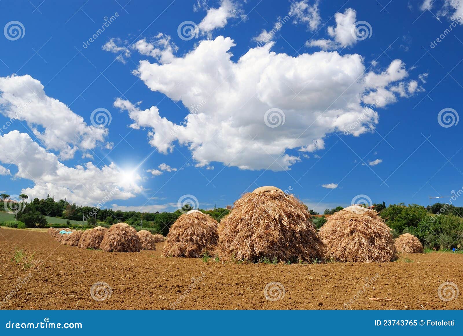 Seed drying stock image. Image of haystack, season, agriculture - 23743765