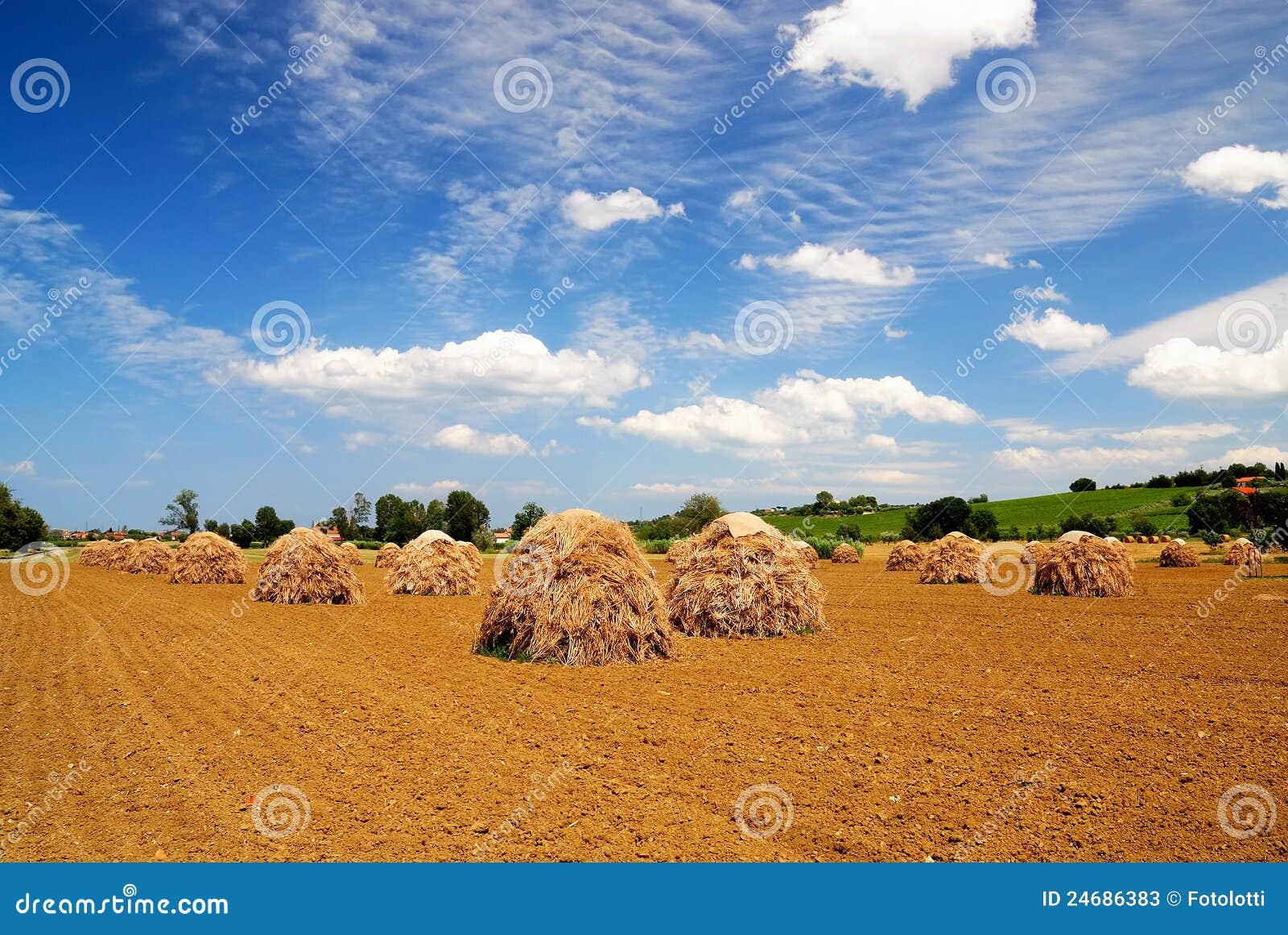 Seed drying stock image. Image of cool, nature, natural - 24686383