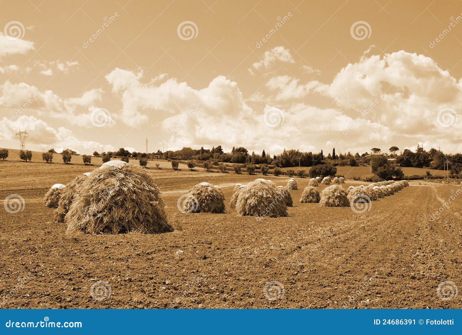 Seed drying stock image. Image of seeds, cloudy, haystack - 24686391