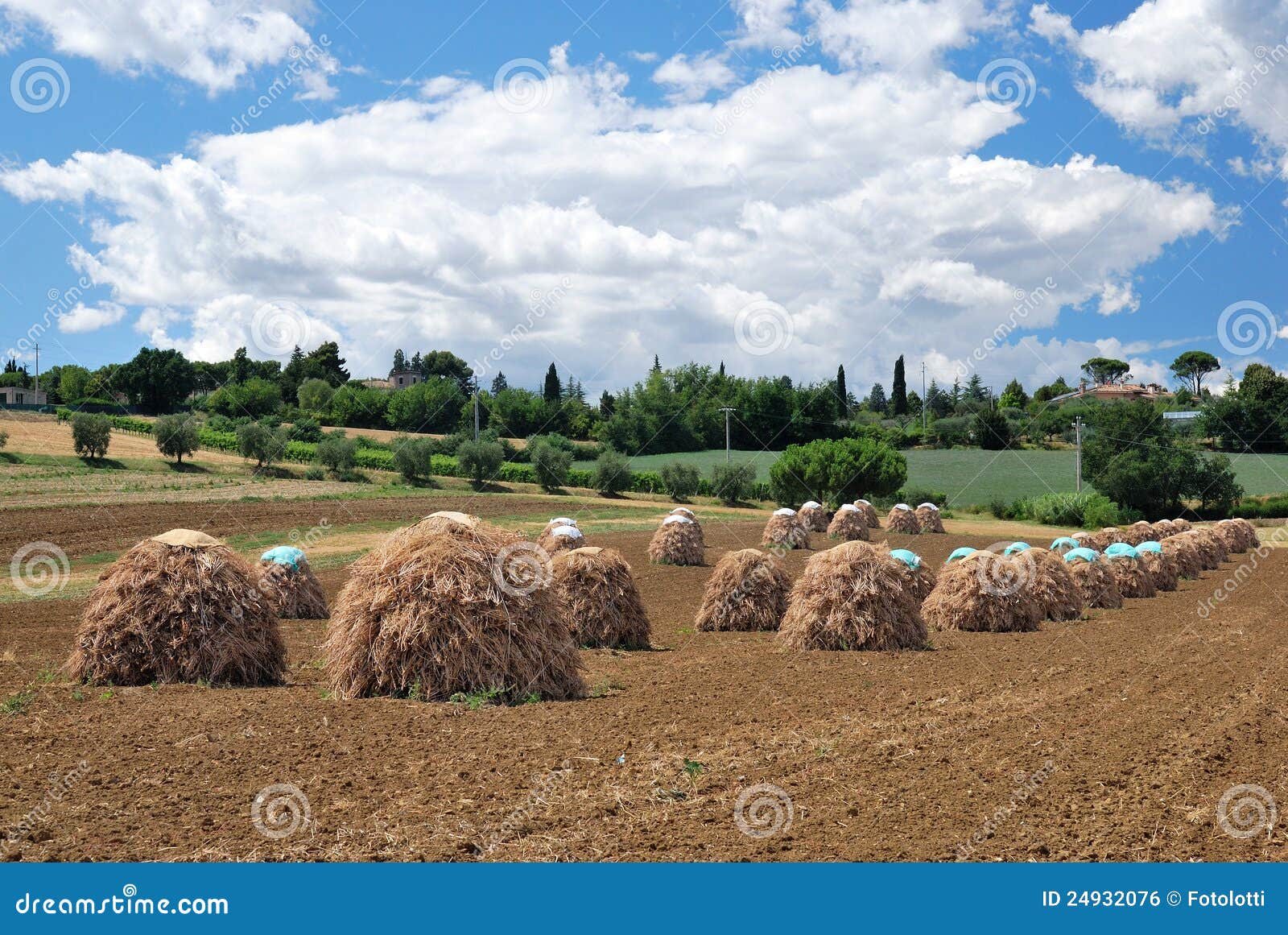 Seed drying stock photo. Image of outdoor, brown, crop - 24932076