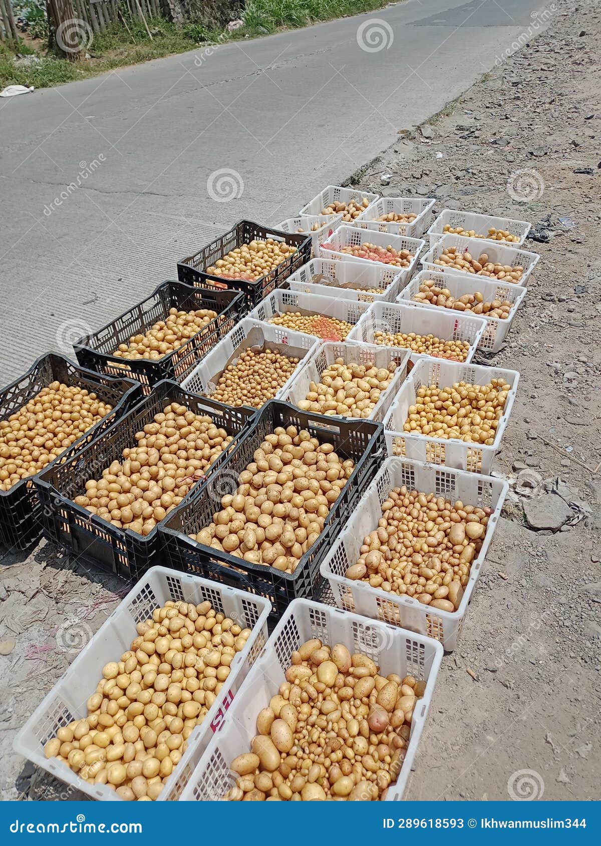 Seed drying process stock image. Image of process, drying - 289618593