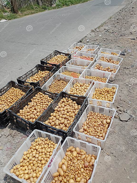 Seed drying process stock image. Image of process, drying - 289618593