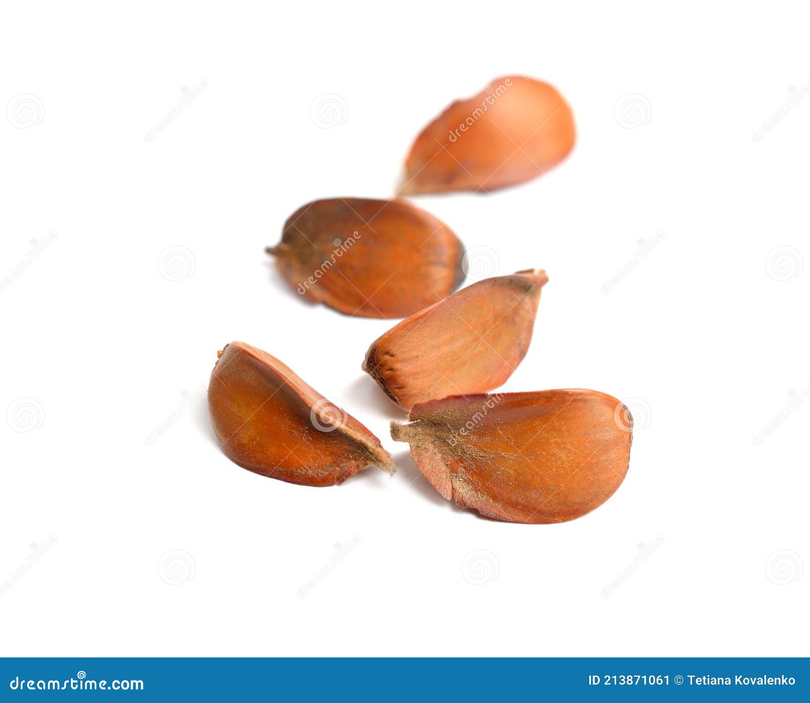 Seed European Beech Fagus Sylvatica. Isolated on White Background ...