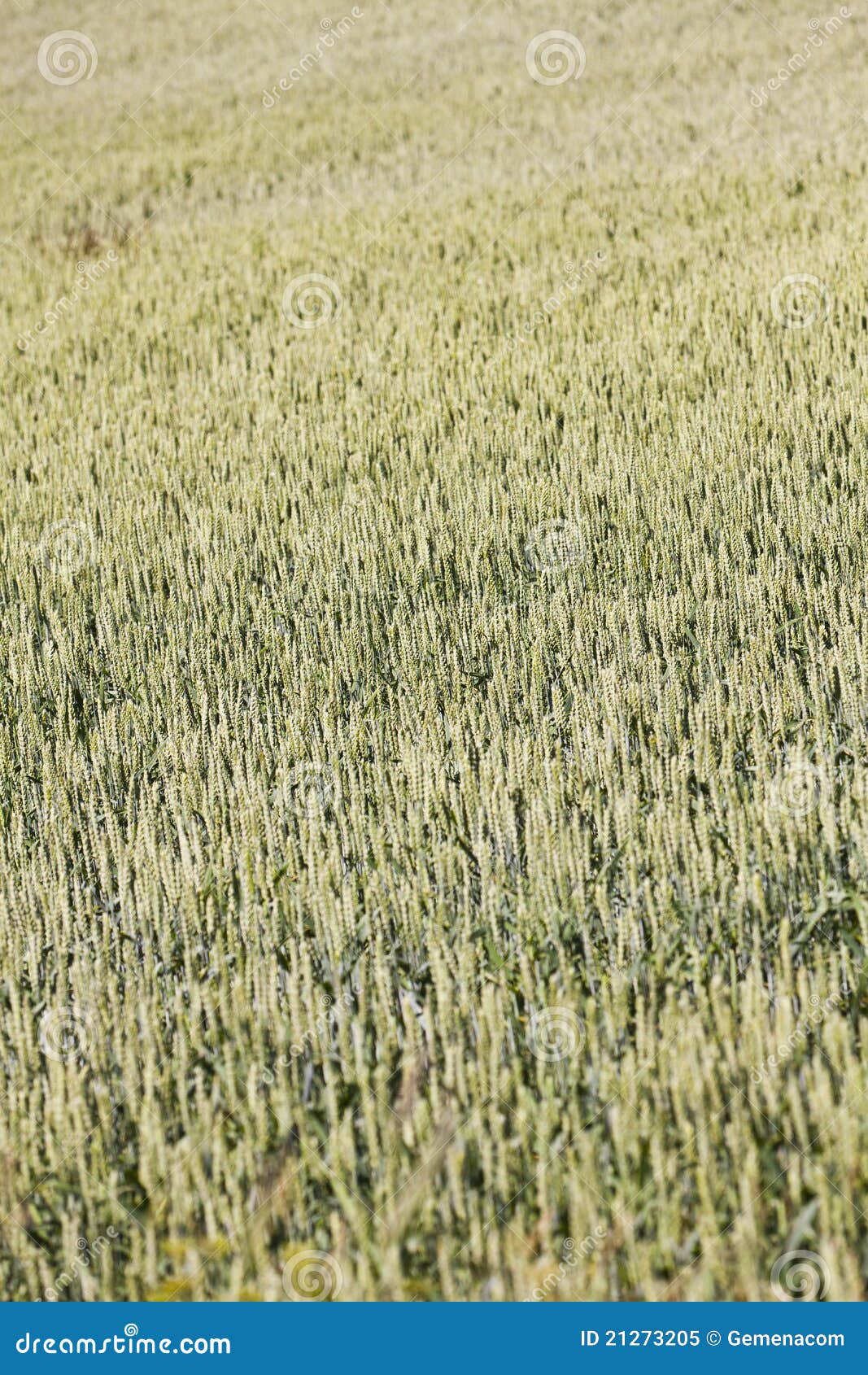 Seed Field stock image. Image of crop, monoculture, horizontal - 21273205