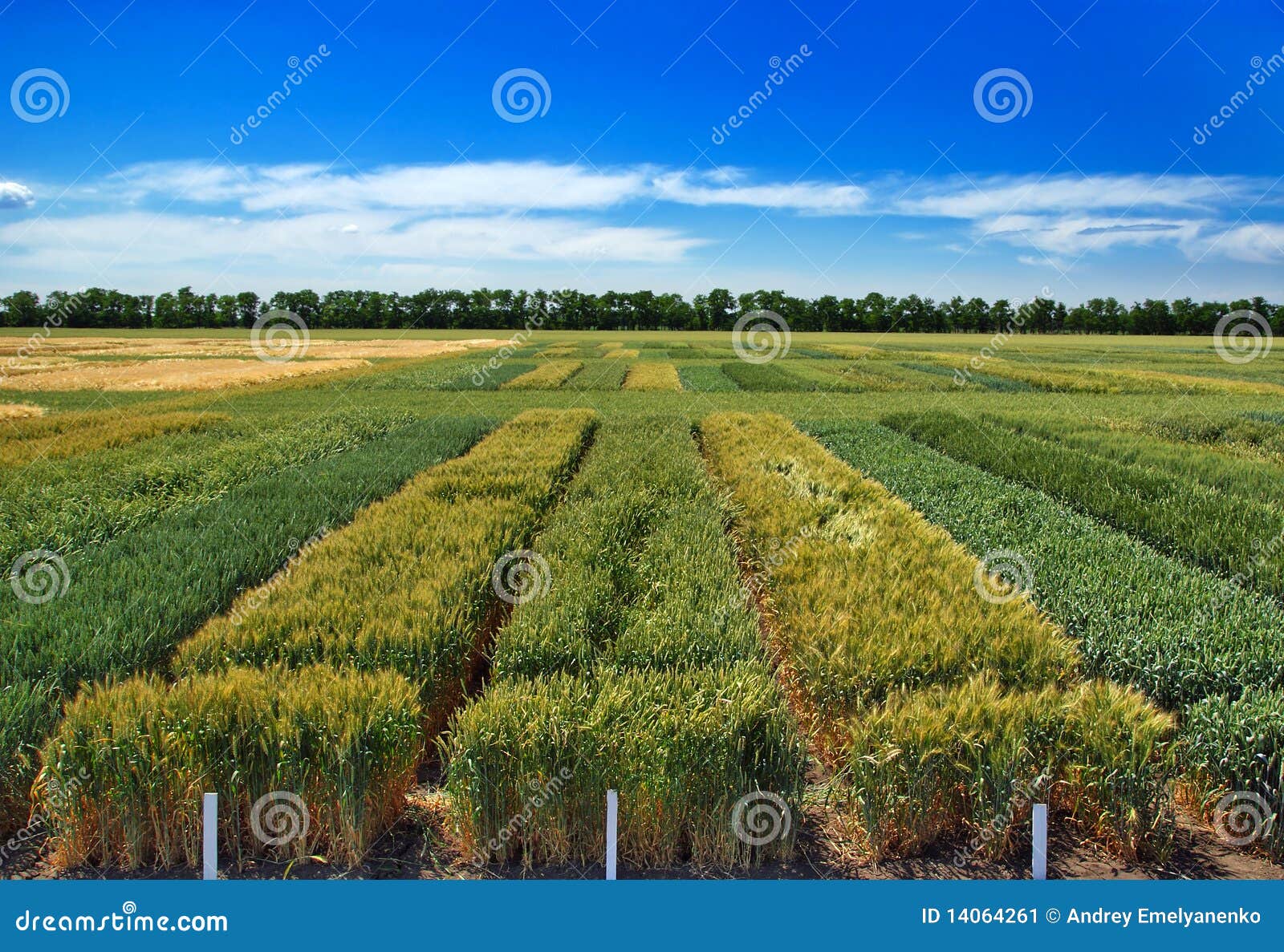 Seed fields. Seed rows stock image. Image of meadow, food - 14064261