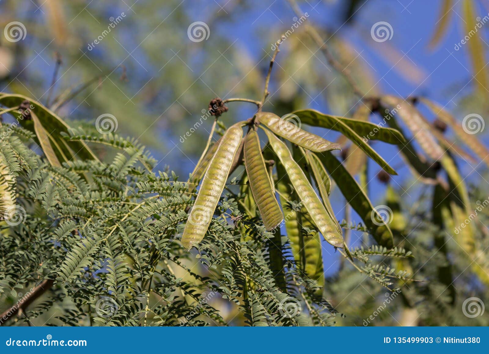 Seed of Flamboyant flower stock image. Image of flower - 135499903