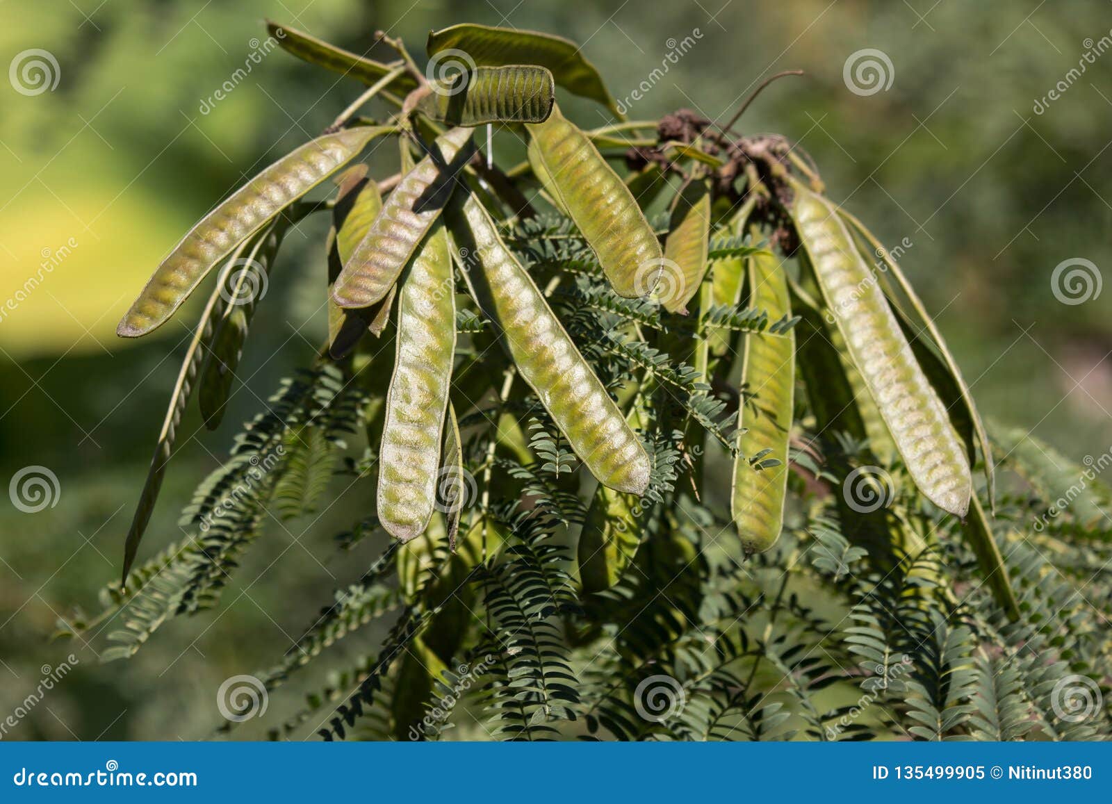 Seed of Flamboyant flower stock image. Image of love - 135499905
