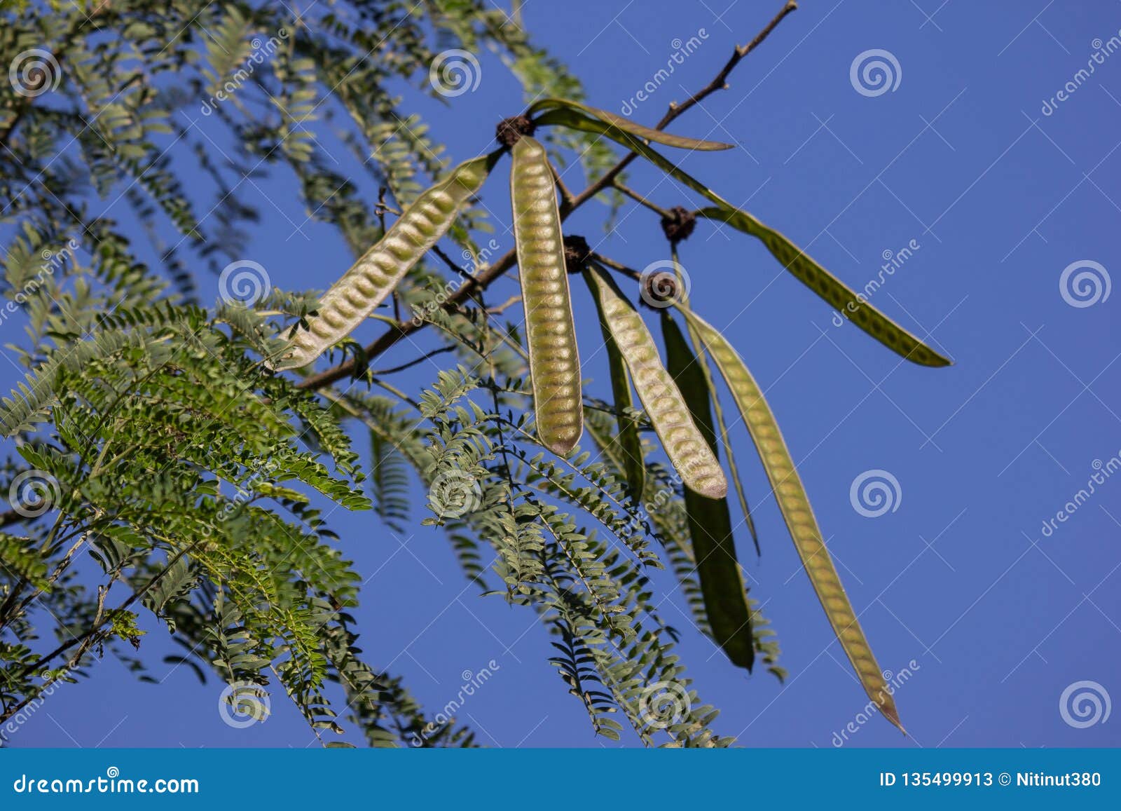 Seed of Flamboyant flower stock image. Image of bunch - 135499913
