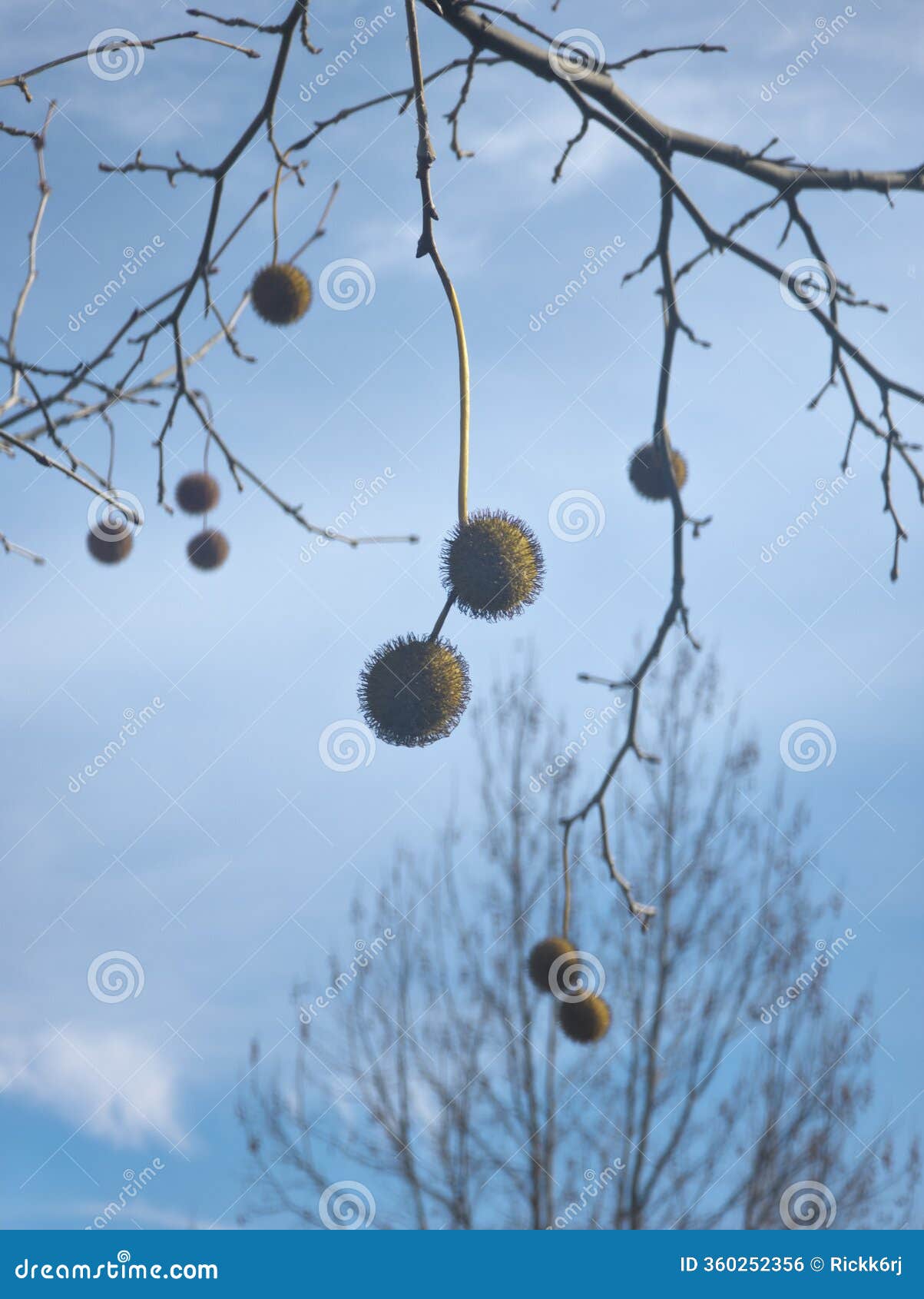Seed Fruit Balls on Branches of a Sycamore Tree Stock Photo - Image of ...