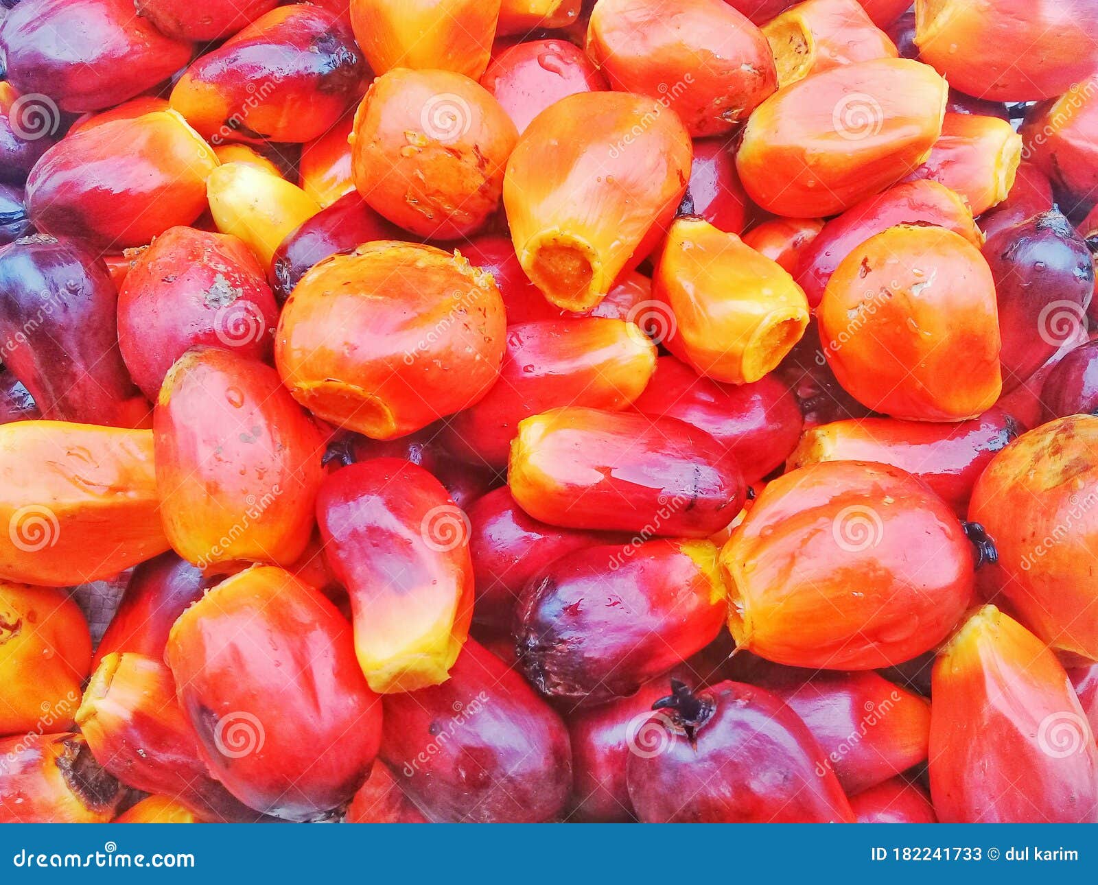 Seed fruit palm oil stock image. Image of orange, palm - 182241733