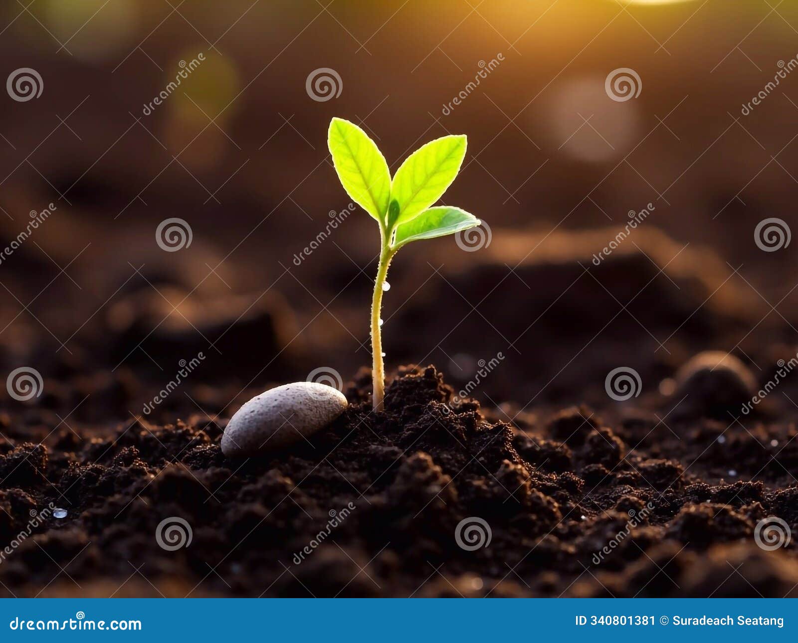 A Seed Germinates in a Dark Background Stock Illustration ...