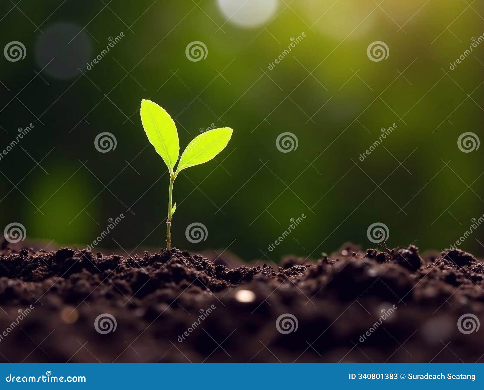 A Seed Germinates in a Dark Background Stock Illustration ...