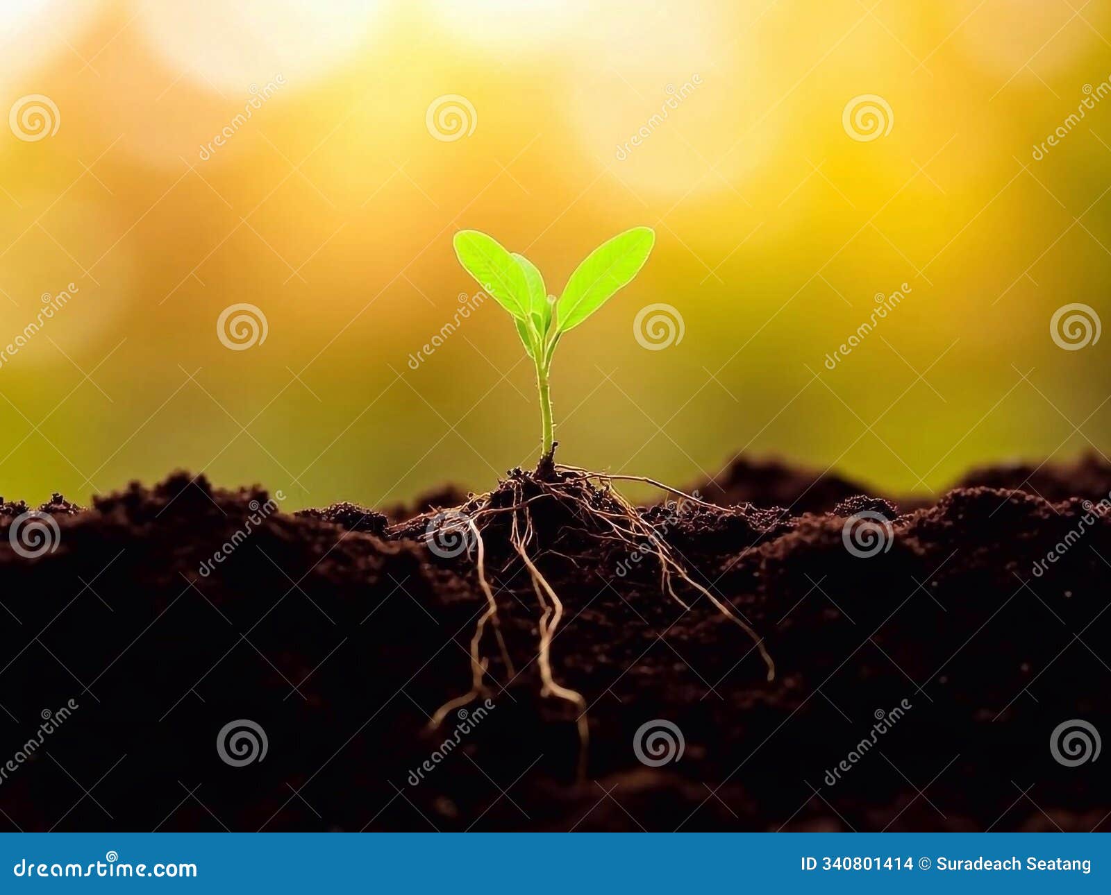 A Seed Germinates in a Dark Background Stock Illustration ...