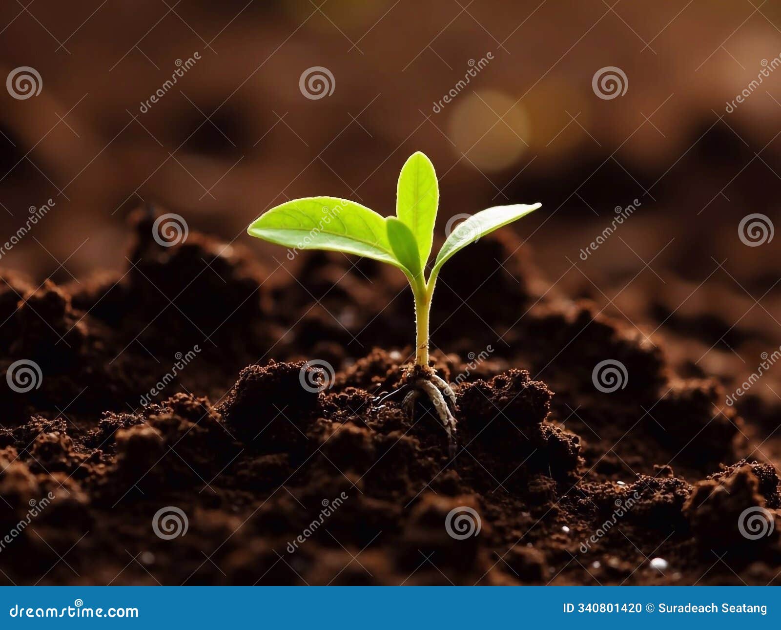 A Seed Germinates in a Dark Background Stock Illustration ...