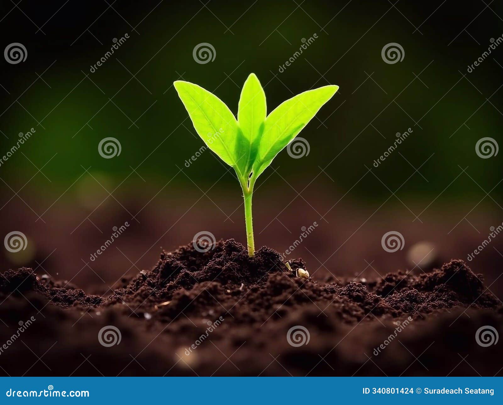 A Seed Germinates in a Dark Background Stock Illustration ...