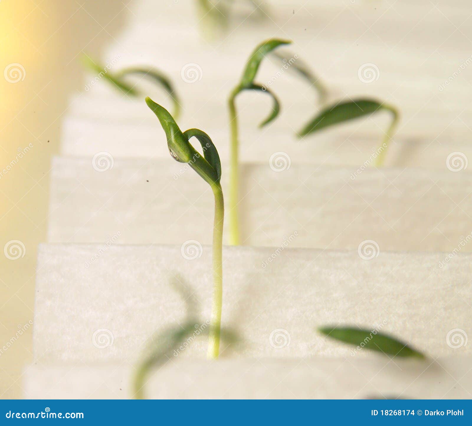 Seed Germination Stock Photography | CartoonDealer.com #39827984