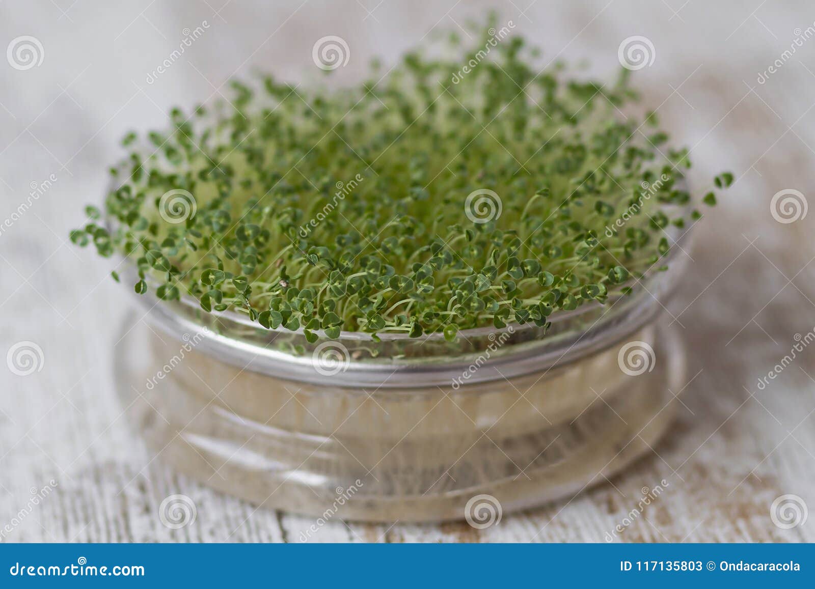 Seed germination container stock image. Image of fresh - 117135803
