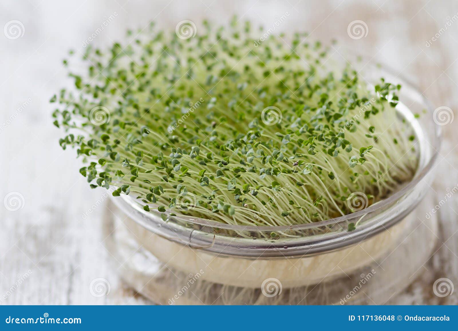 Seed germination container stock photo. Image of ingredient - 117136048