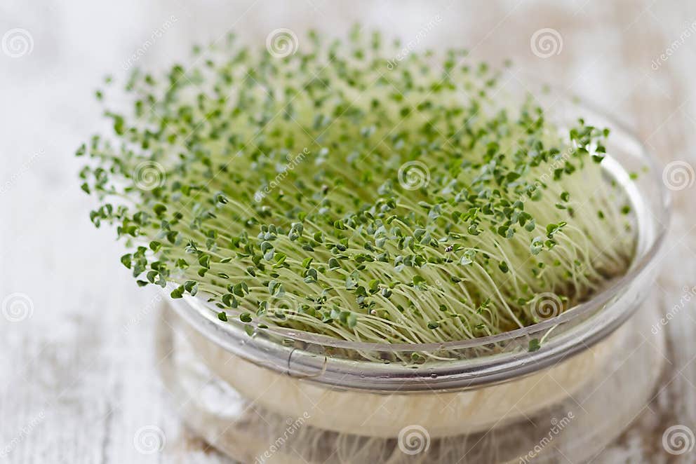 Seed germination container stock photo. Image of ingredient - 117136048