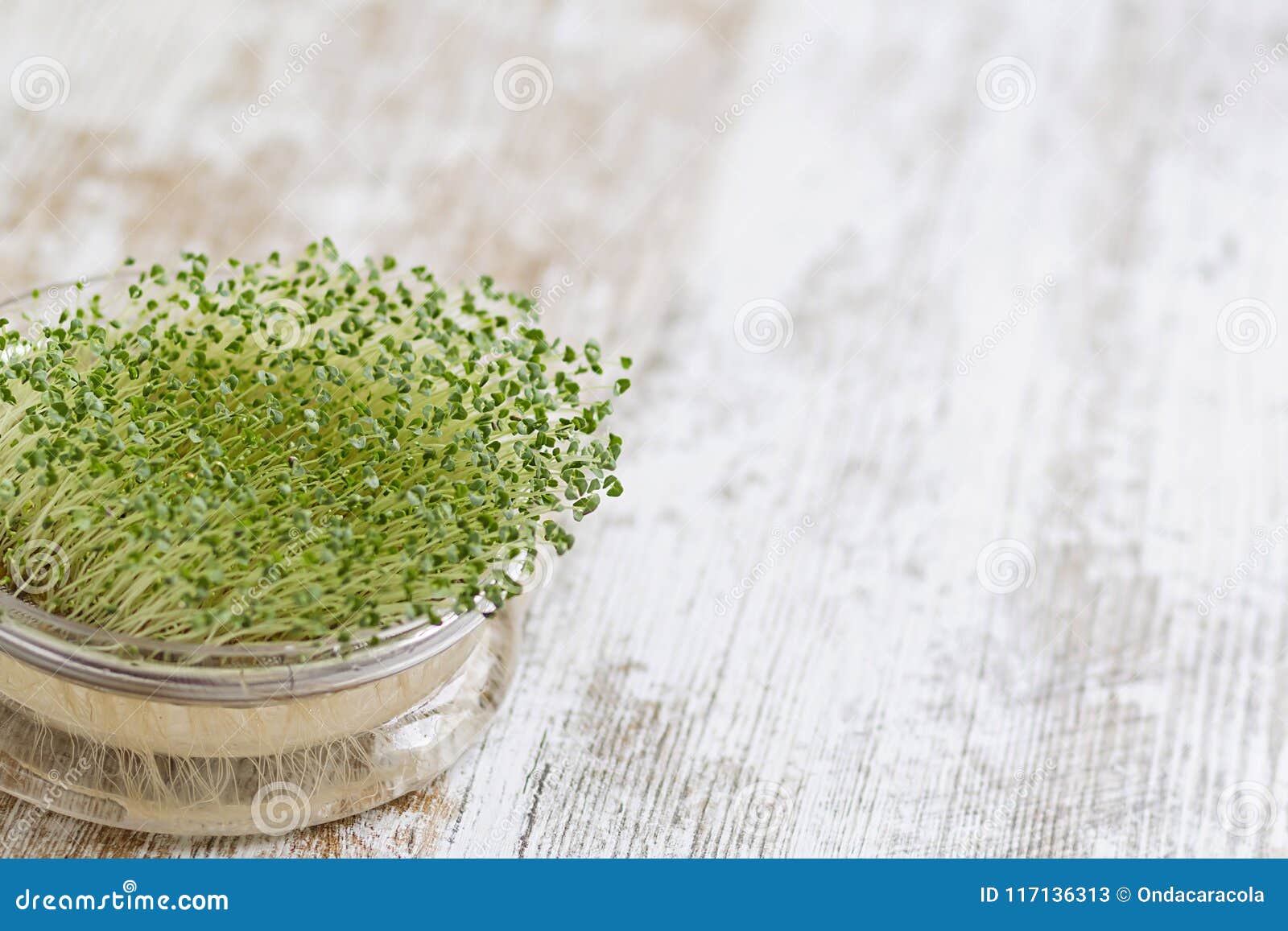 Seed germination container stock image. Image of agriculture - 117136313