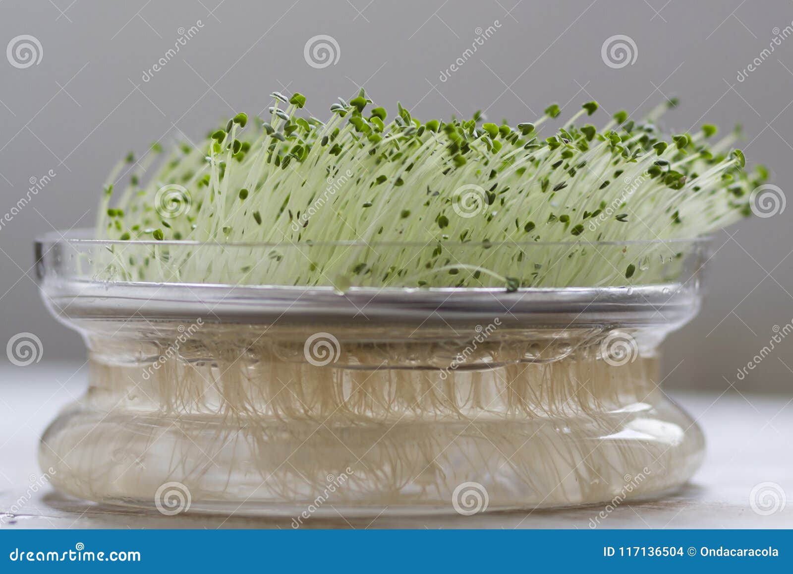 Seed germination container stock photo. Image of container - 117136504