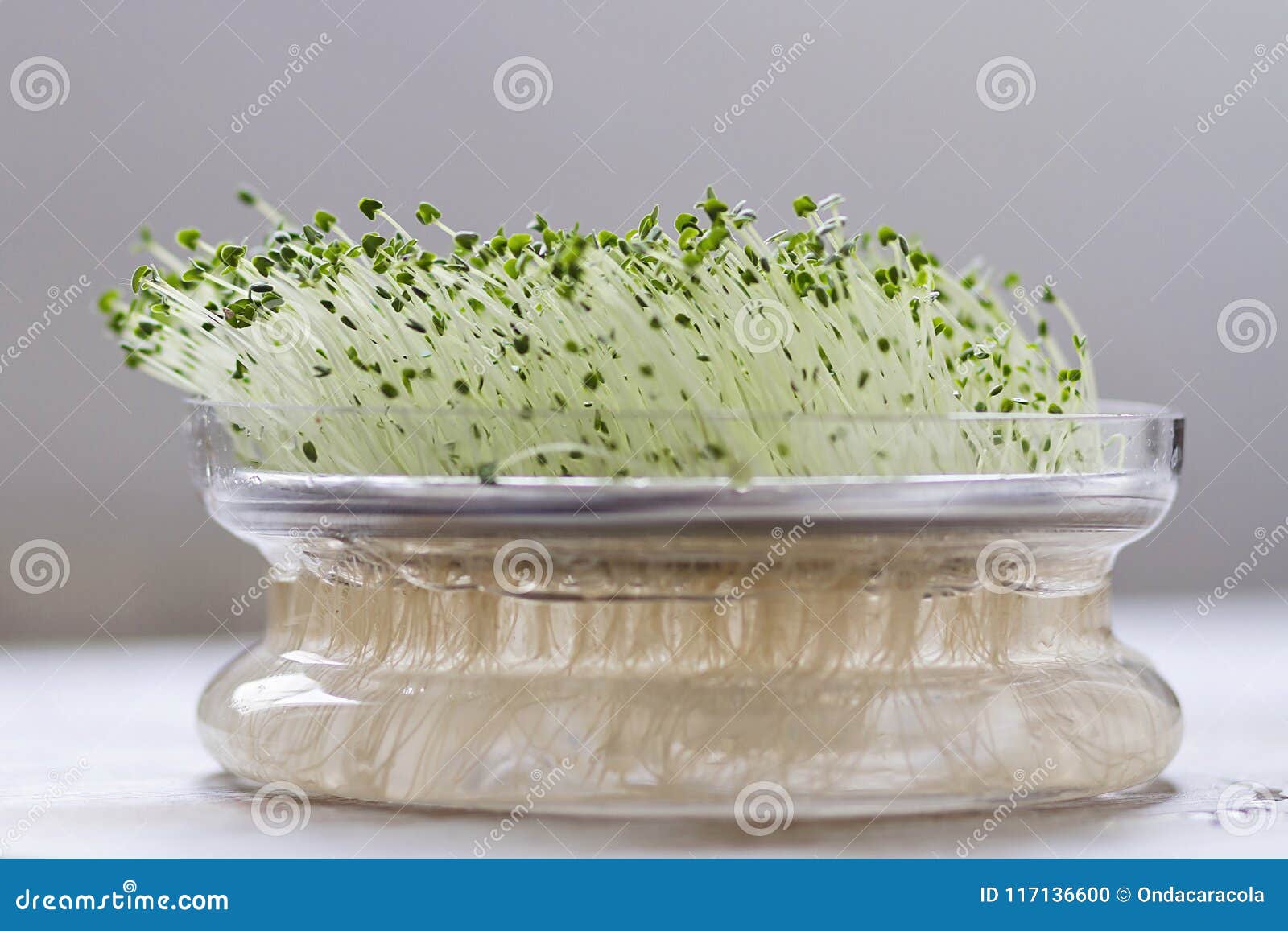 Seed germination container stock photo. Image of green - 117136600