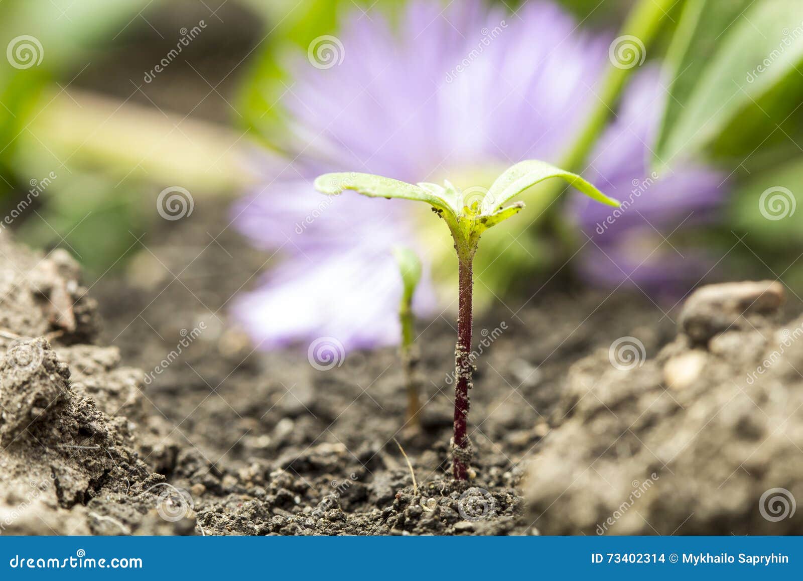 Seed Germination Growth into Forest Stock Photo - Image of developing ...