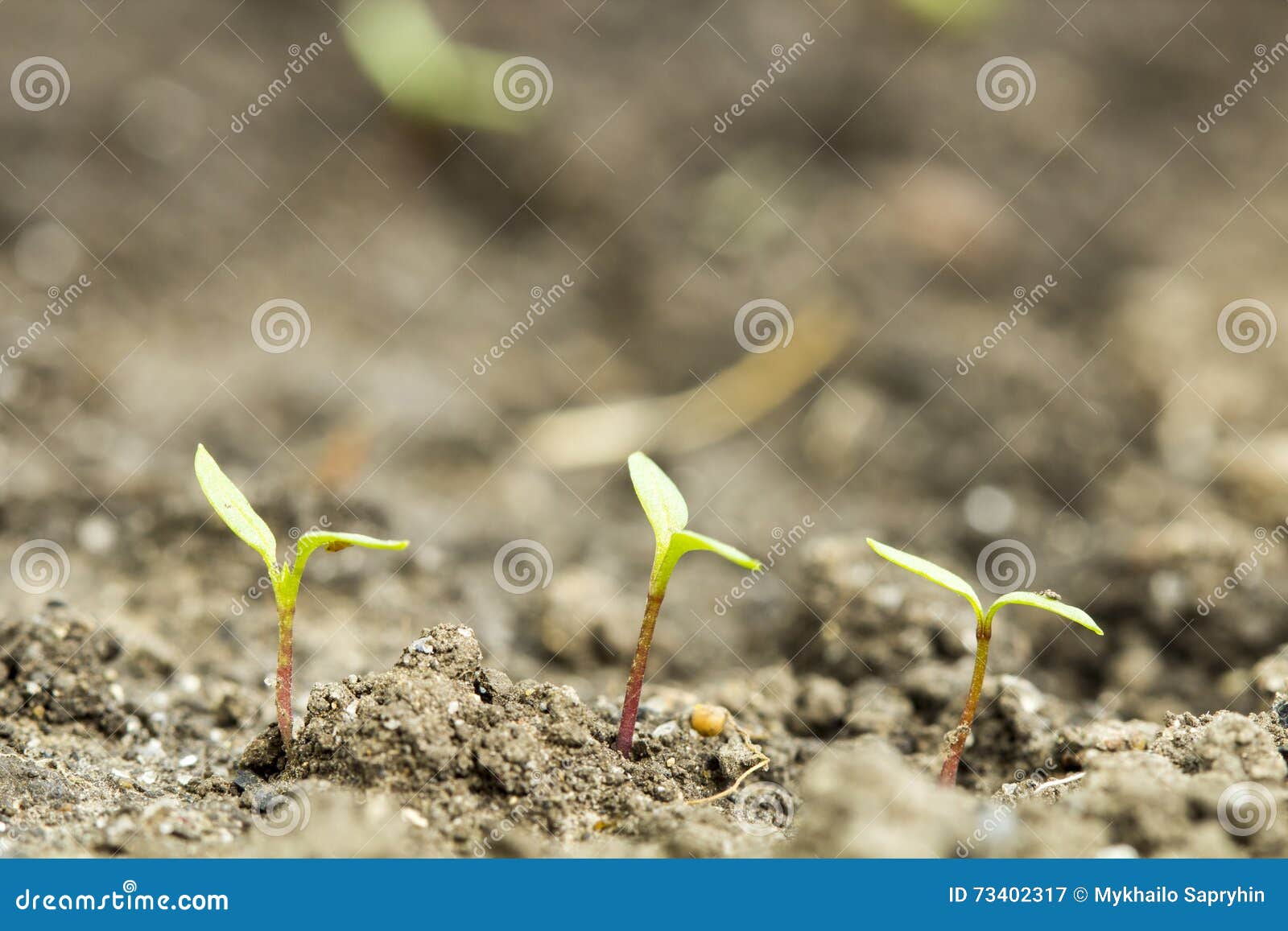 Seed Germination Growth into Forest Stock Image - Image of grow ...