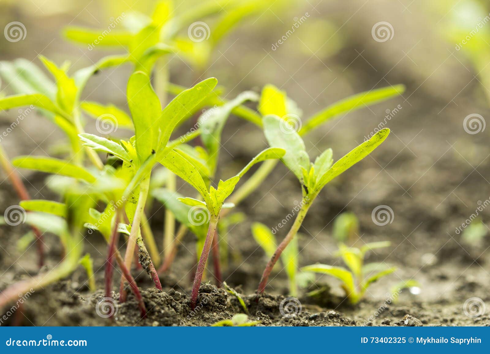 Seed Germination Growth into Forest Stock Image - Image of change ...