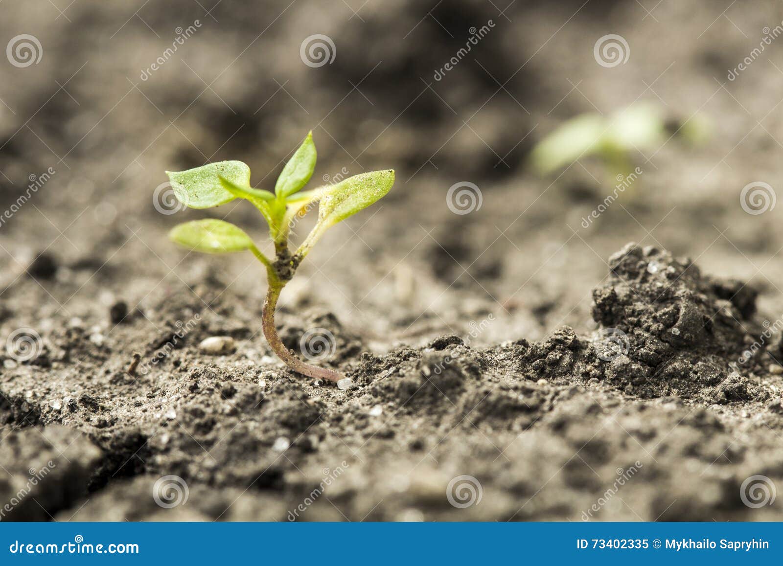 Seed Germination Growth into Forest Stock Image - Image of developing ...