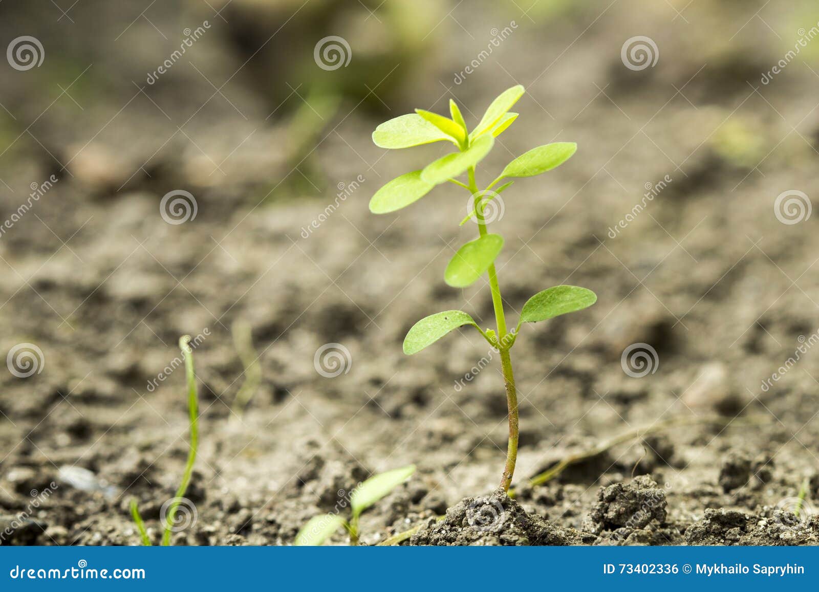 Seed Germination Growth into Forest Stock Photo - Image of germinating ...