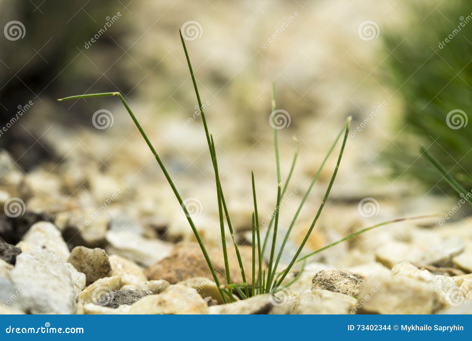 Seed Germination Growth into Forest Stock Photo - Image of life ...
