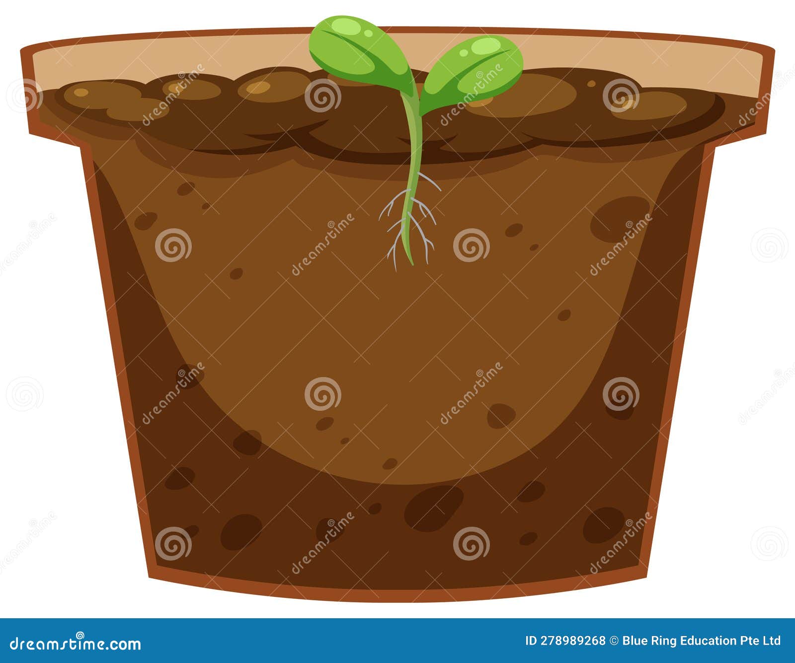 Seed Germination Process Concept Stock Vector - Illustration of plant ...
