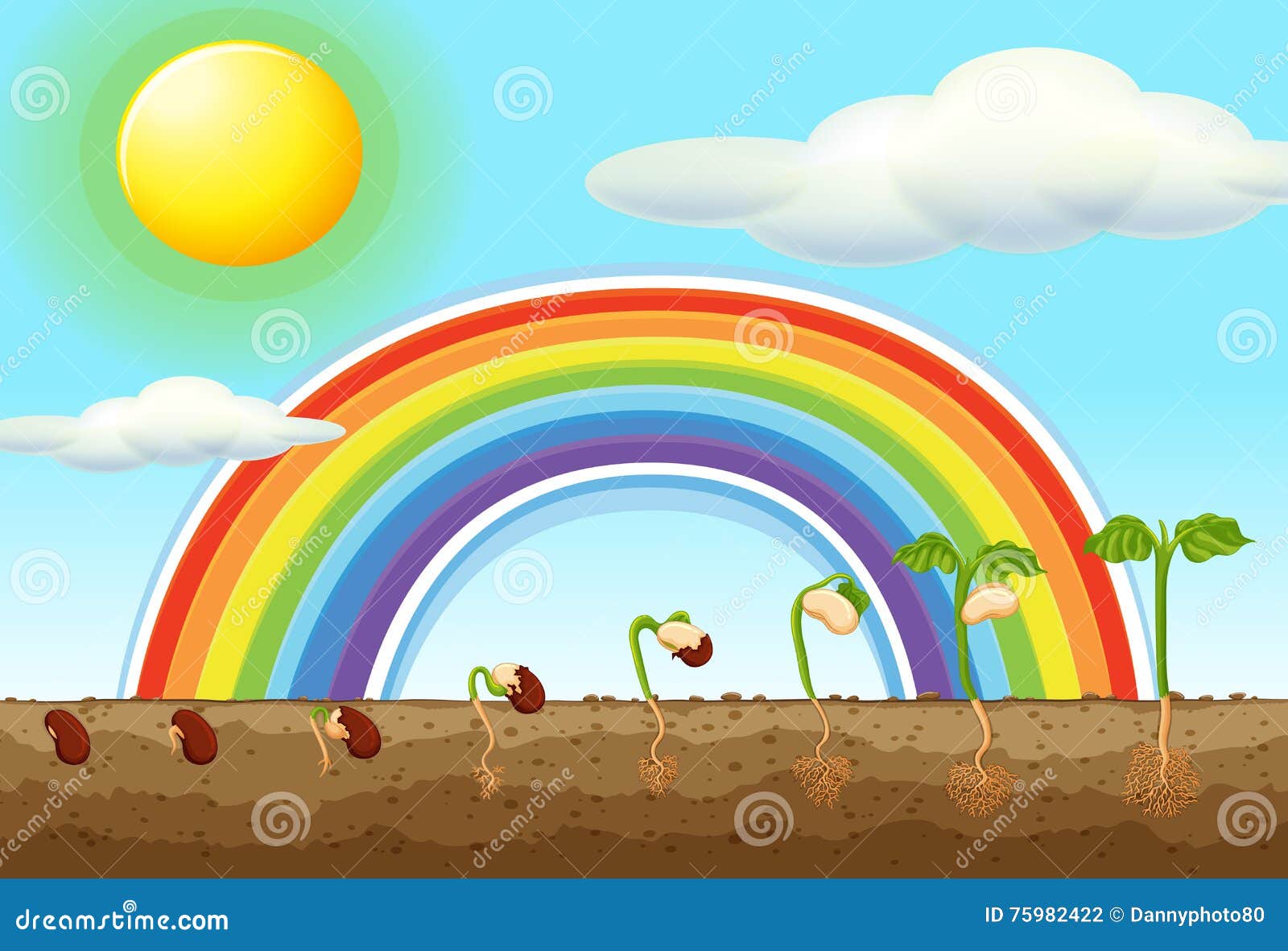 Seed Germination Cross Section Vector Illustration In Stages. Hypogeal ...