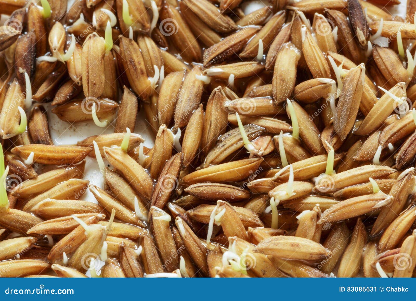 Seed germination rice stock image. Image of plant, spring - 83086631