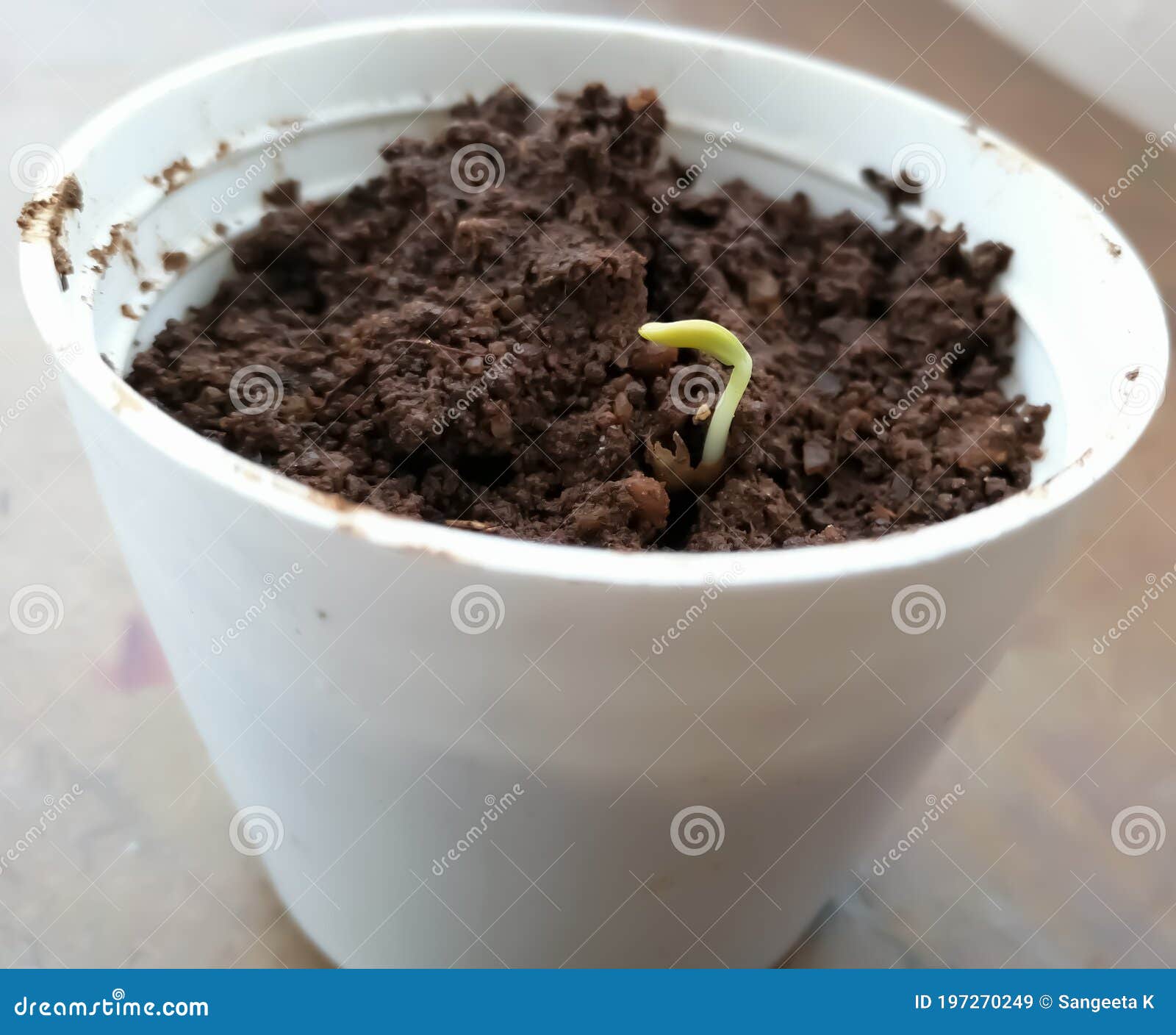 Seed Germination- Seeds To Plant - Germination Process Stock Image ...
