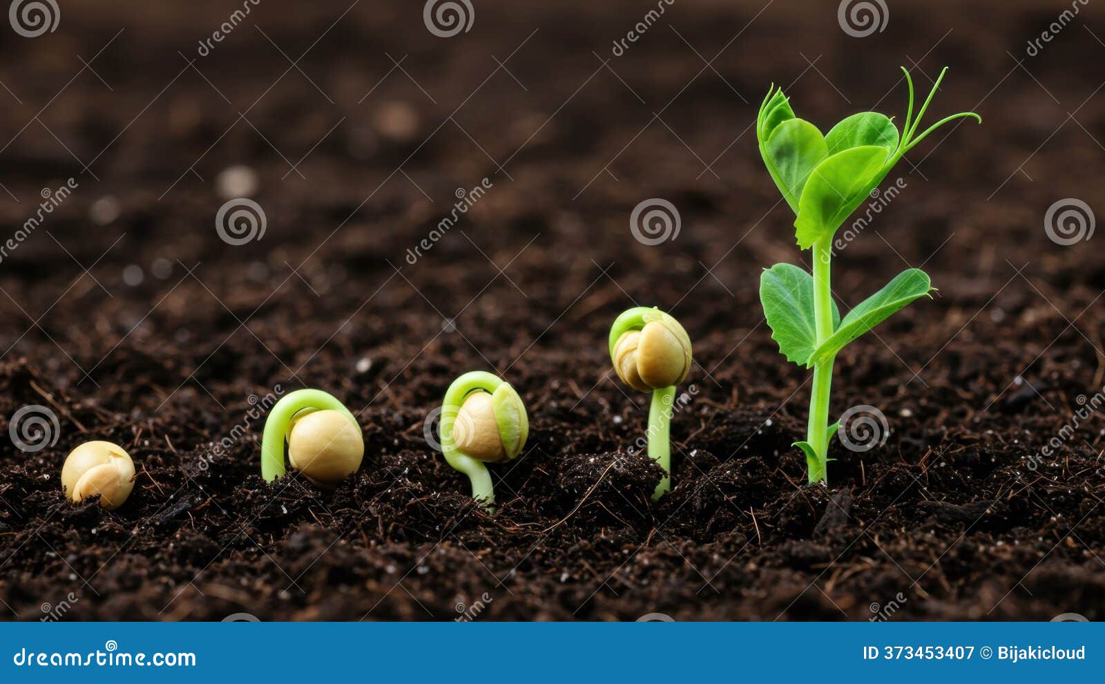Germination Stages. Green Pea Seeds Fall From Pack And Germinate ...