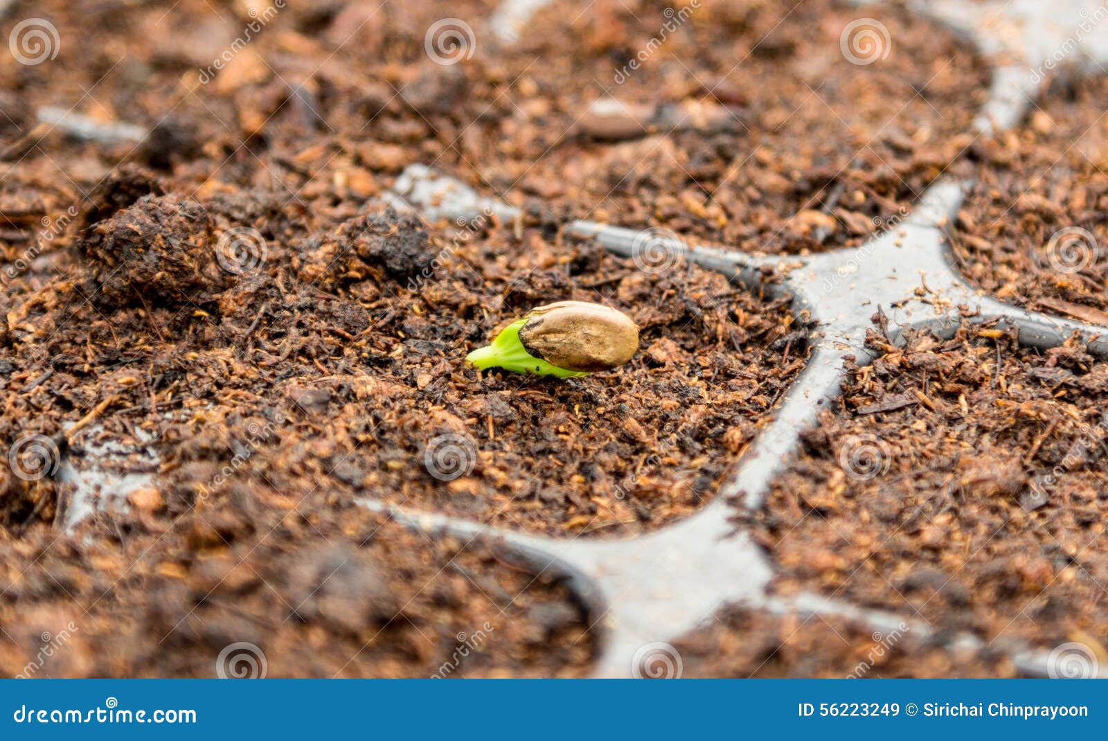 Seed germination stock image. Image of tray, watermelon - 56223249