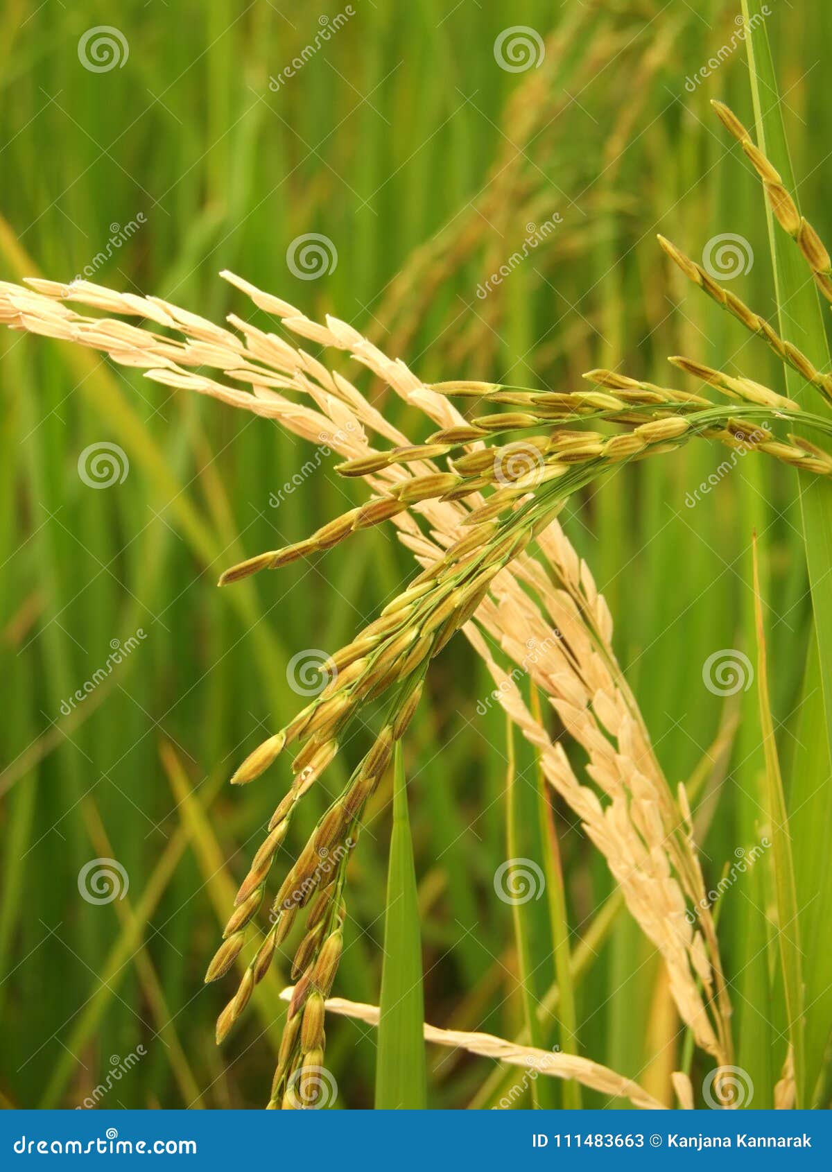 A Hat And Sickle In Paddy Rice Field. Royalty-Free Stock Image ...