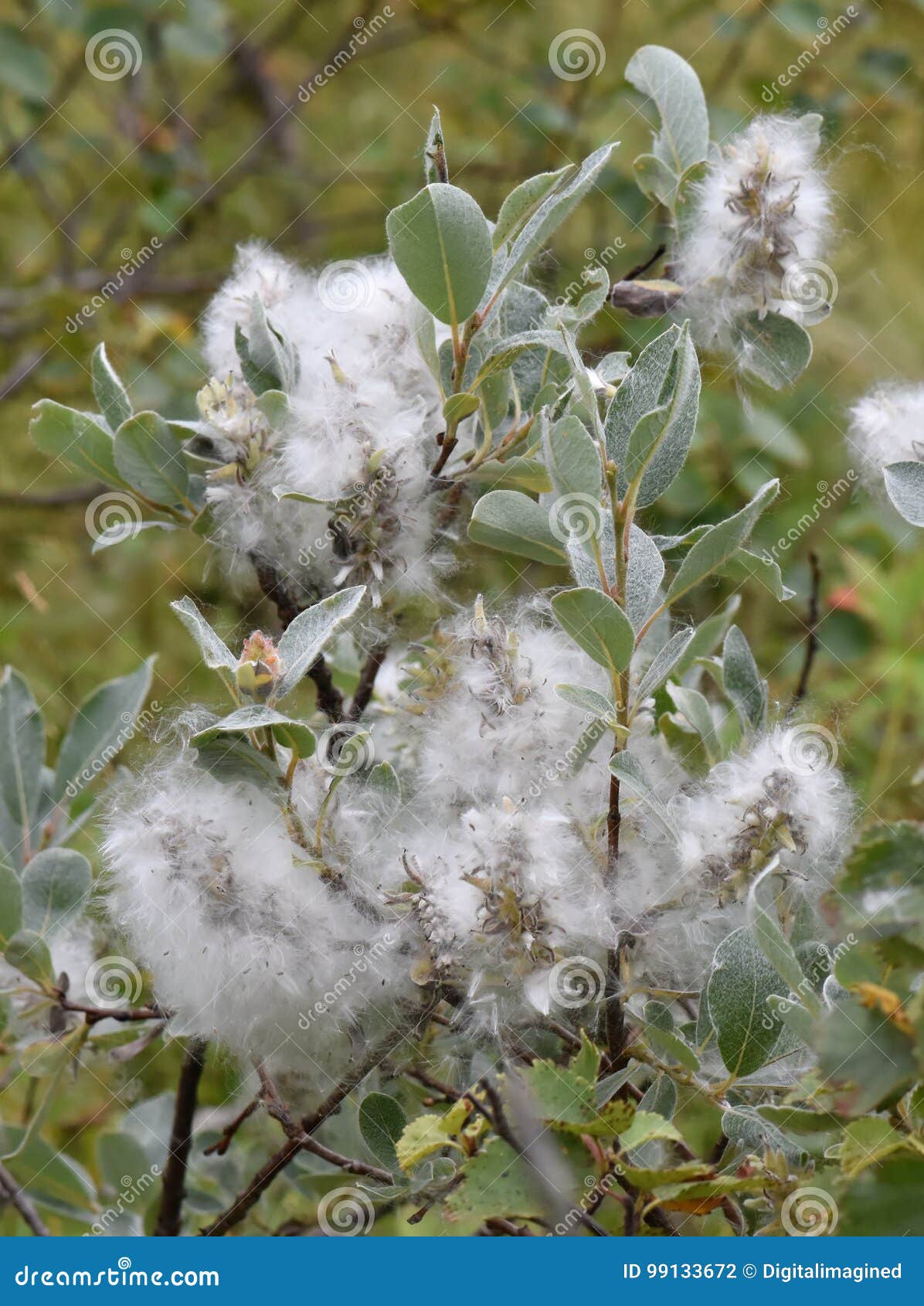 Gray`s Leaf Insect, Phyllium Pulchriphyllium Bioculatum, Das Grosse ...