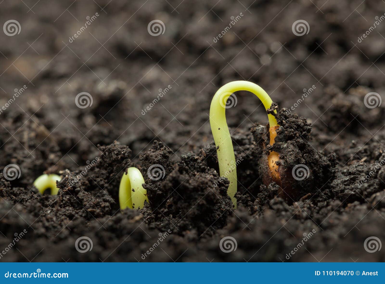 Seed growing grape stock photo. Image of gardening, macro - 110194070