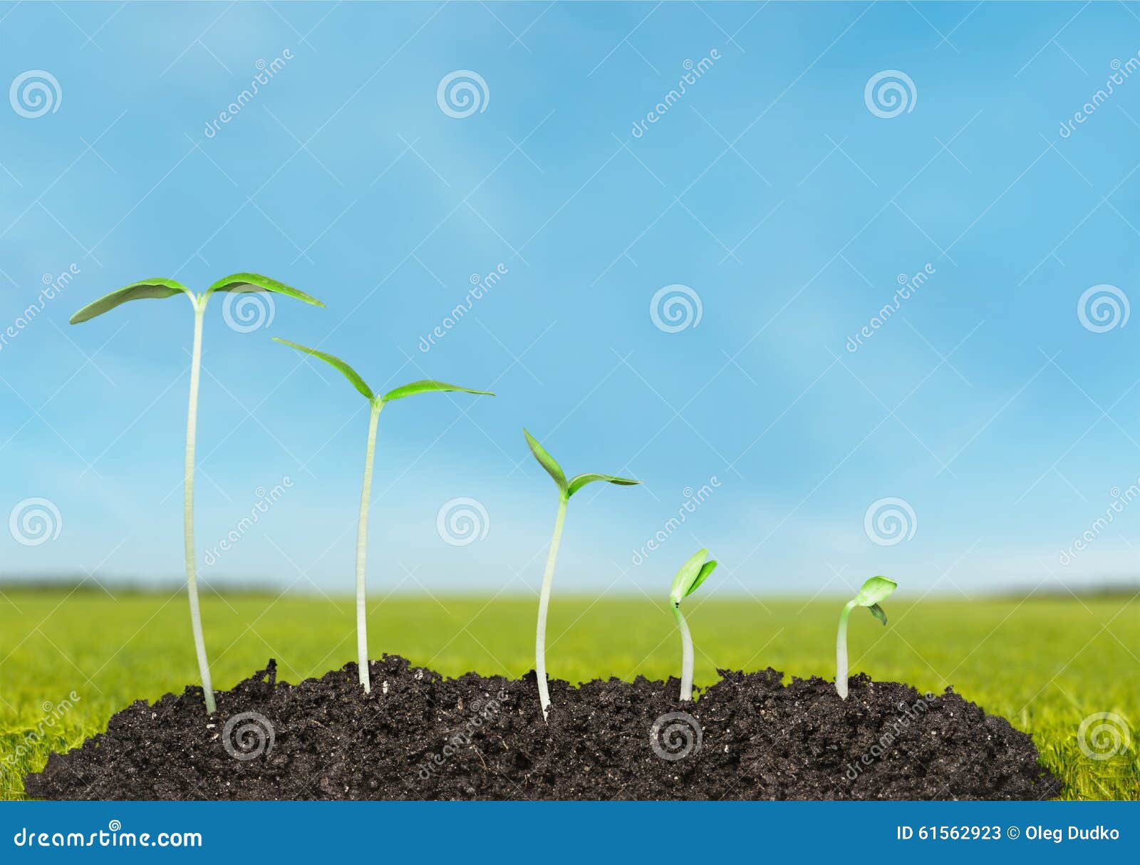 Seed Growth stock image. Image of multiple, emergence - 61562923