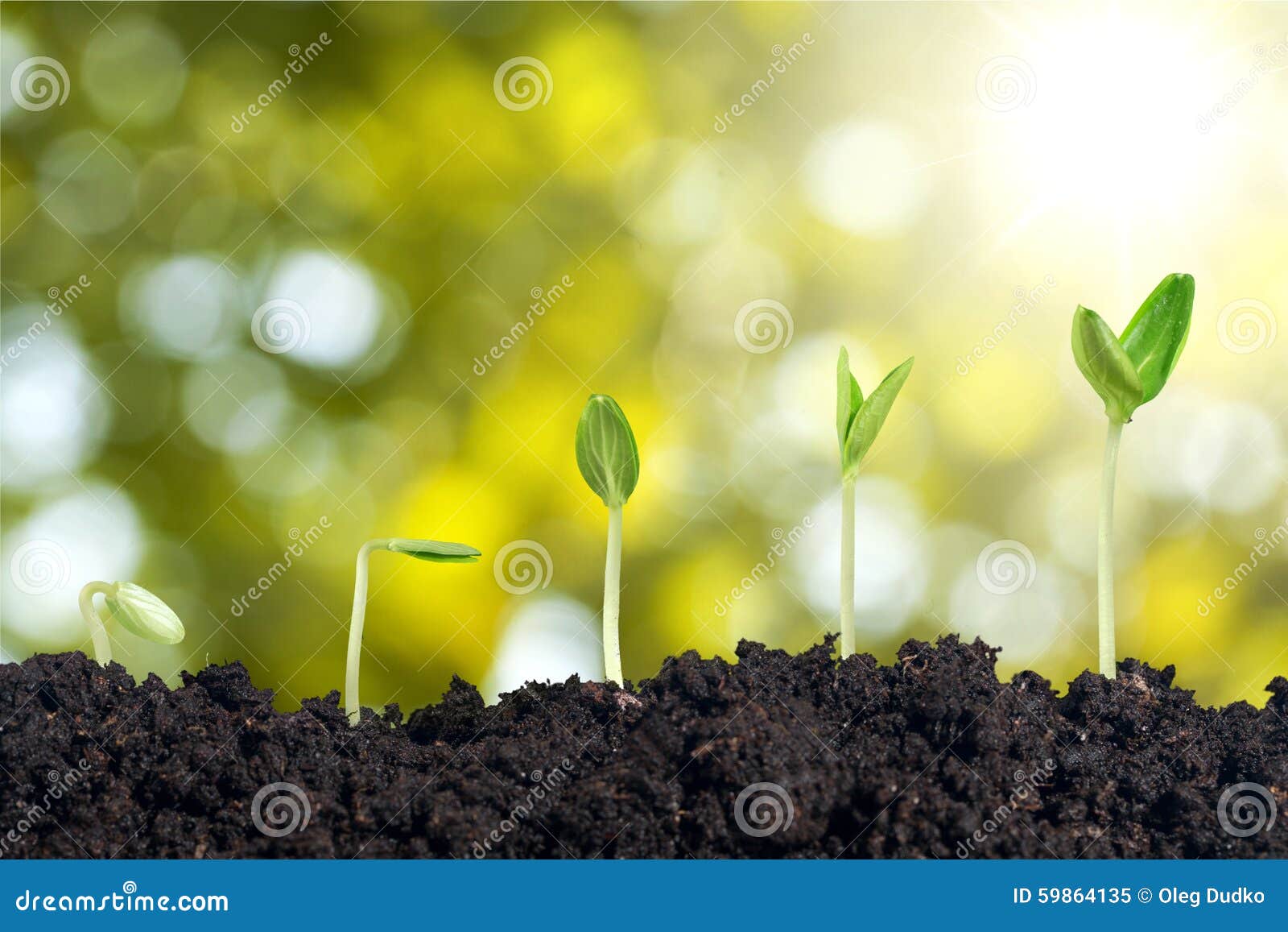Seed growth stock image. Image of land, graph, outdoor - 59864135