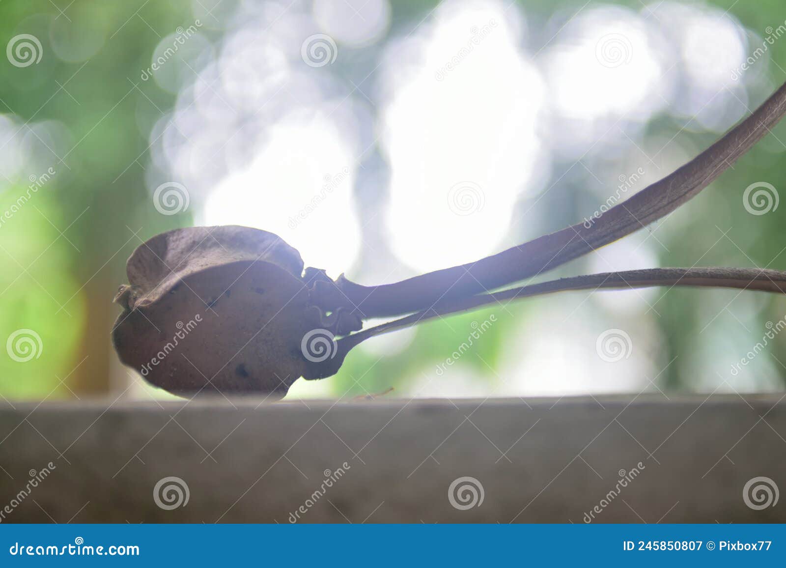 Seed of Gurjan Tree on Wall Stock Image - Image of seasonal ...